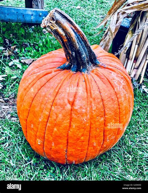 Orange Pumpkin With Large Veins And Huge Stem On Green Grass Next To