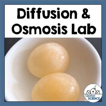 Diffusion And Osmosis Lab Osmosis Egg Lab Experiment Tonicity Lab In Biology