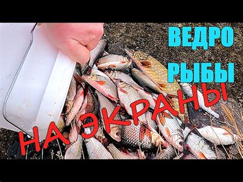 Откуда здесь столько рыбы!... Зимняя СУПЕРРЫБАЛКА на ЭКРАНЫ-ТЕЛЕВИЗОРЫ ...