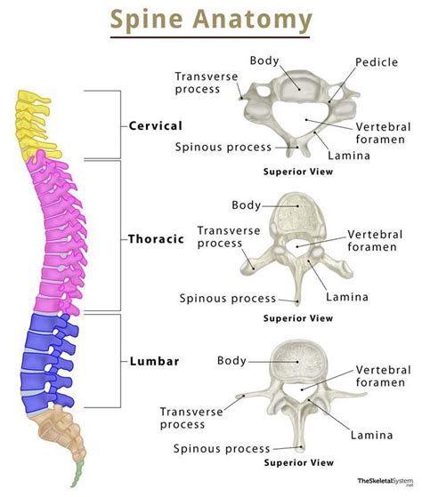 Spine Diagram With Labels Spine Vertebral Column Bones