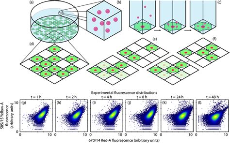 Schematic Of Standard Nanoparticle Cell Experiments And The Modelling