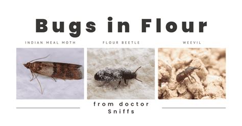 Flour Weevils