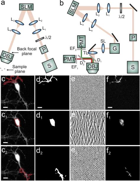 Patterned Illumination With Liquid Crystal Spatial Light Modulators A Download Scientific