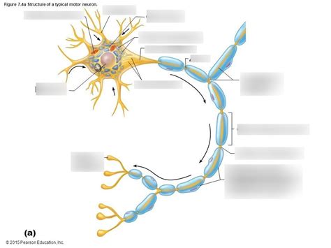 Motor Neuron Diagram Unlabeled
