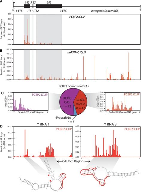 Dissecting Noncoding And Pathogen Rna Protein Interactomes Pmc