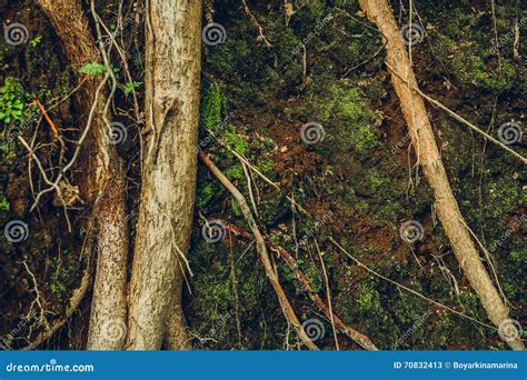 Complex Structure Of Roots Of A Coniferous Tree Stock Image Image Of Leaf Grunge 70832413