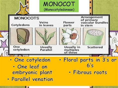 Plant Kingdom Division Anthophyta