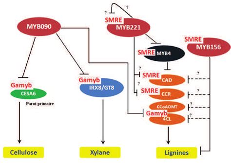 Figure D1 Schéma Hypothétique Représentant Les Principaux Résultats