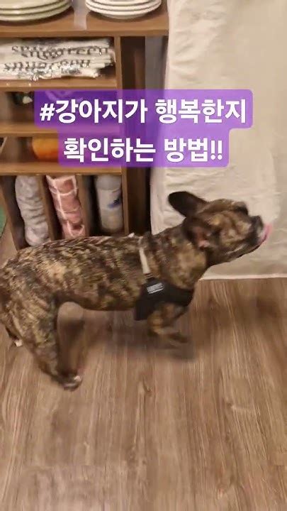 활발한 꼬리 흔들기 편안한 자세 밝고 반짝이는 눈 기울어진 귀 적절한식욕과 수면 활발한 놀이활동 사회적상호