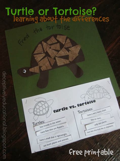 Turtle Or Tortoise Reading Comprehension Art Reading Comprehension Turtle Activities