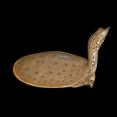 Florida Spiny Soft Shell Turtle Apalone Ferox Species Juvenile 5cm