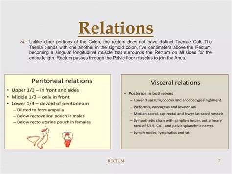 Anatomy Physiology Of The Rectum Pptx