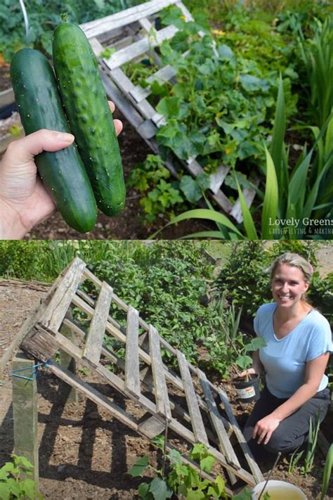 Cucumber Trellis Raised Bed Diy At Evelyn Bromley Blog
