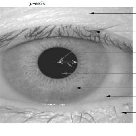 Components Of An Eye Image Download Scientific Diagram