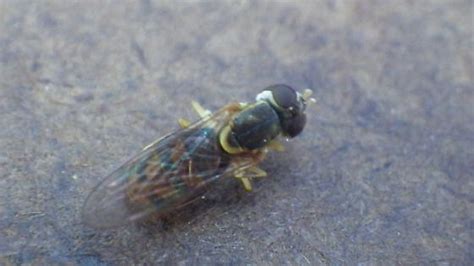 Hoverfly Bugguidenet