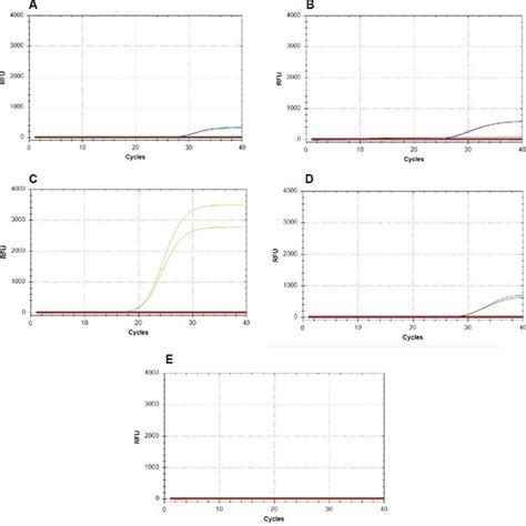 Specificity Of The Quadruplex Real Time Pcr Assay Since The Graphs For Download Scientific