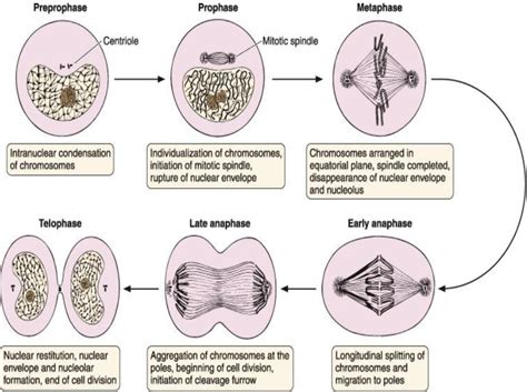 Mbbs Medicine Humanity First Cell Division