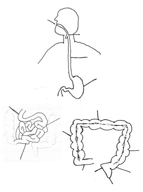 Digestive System Test Review Diagram Quizlet