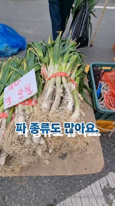 Shorts 파종류는 일본 외파 중국 호파 조선파 당파 쪽파 돼지파 양파 실파 삼동파등입니다 농민파사주고 건강합시다 양평
