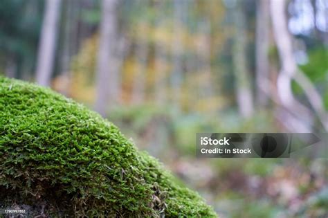 돌에 녹색 이끼 숲은 배경에 흐리게 근접 촬영 복사 공간을 복사합니다 숲에 대한 스톡 사진 및 기타 이미지 숲 이끼 0명 Istock