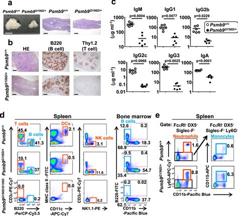 Immunological Phenotype Of Mice Carrying The Psmb9 G156d Mutation A A Download Scientific