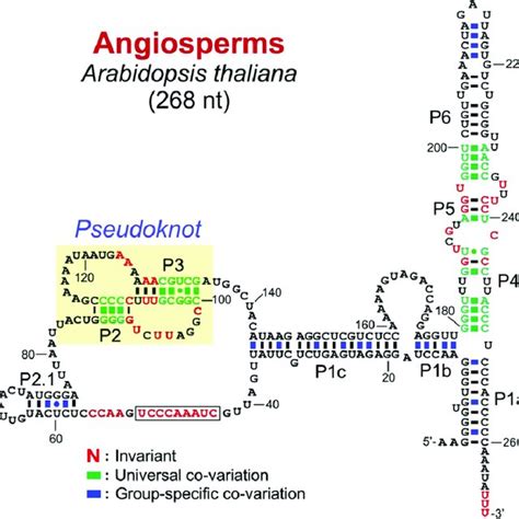 Telomerase Rna From Arabidopsis The 268 Nt Rna Telomerase Rna From A Download Scientific