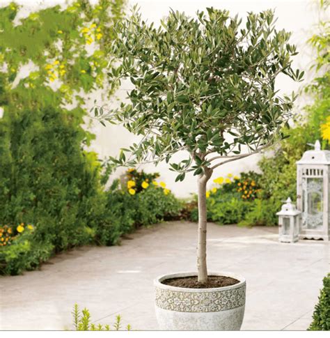 How To Plant And Create A Mediterranean Garden In 10 Easy Steps