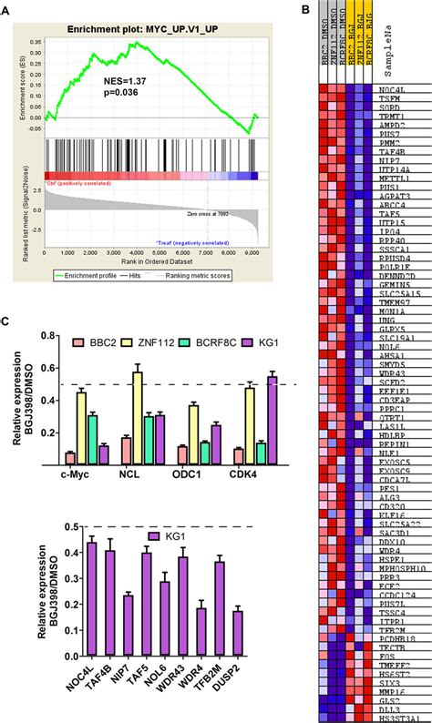 Activation Of Myc By Fgfr1 Kinases Leads To Upregulation Of Myc Target Download Scientific
