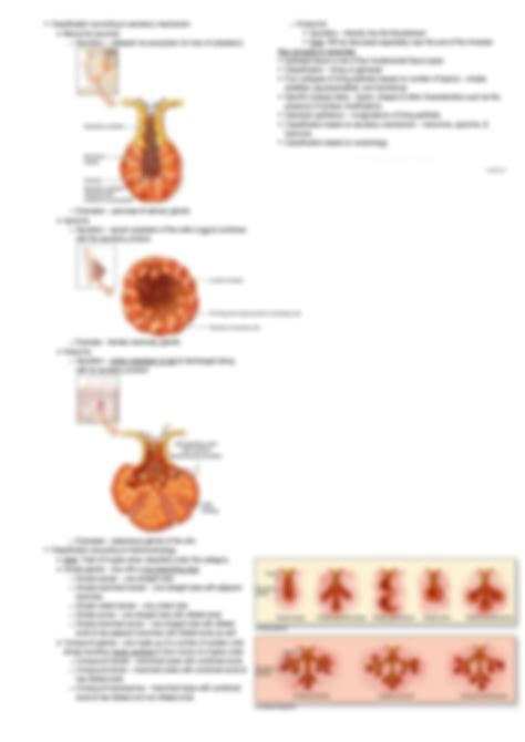 Solution Anatomy And Histology Of Epithelial Tissue Studypool