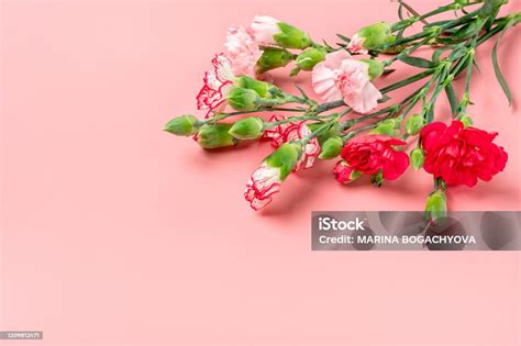 분홍색 배경에 다른 핑크 카네이션 꽃의 꽃다발 탑 뷰 플랫 레이 홀리데이 카드 8 3 월 해피 발렌타인 데이 어머니의 날 개념 배너 Memorial Day For The