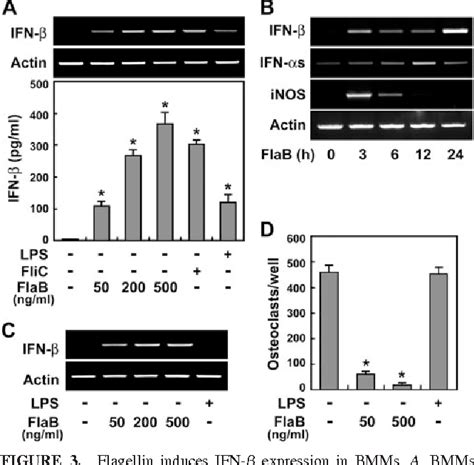Figure 2 From Differentiation Through Stat 1 Ifn Stimulation By Tlr 5