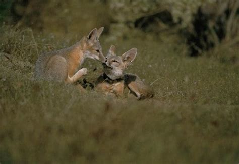 The Swift Fox Wildlife Of The Week 2023 Week 18 Discover Our Parks