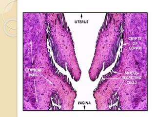 Histology Of Female Reproductive Systempdf