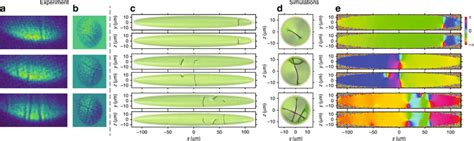 Defect Visualisation At Late Evolution Times Shown Here Are Download Scientific Diagram