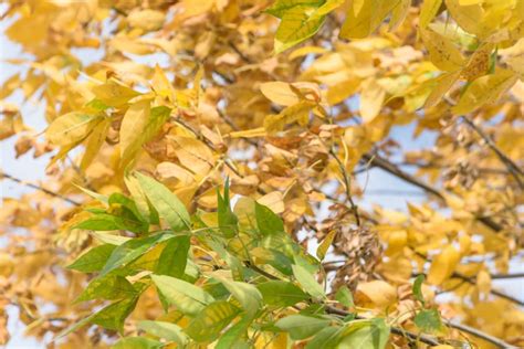 Cedar Tree Leaves Turning Brown Arborist Usa