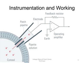 Voltage Clamp Technique PPTX Biological Sciences Science