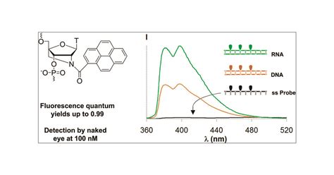 Multilabeled Pyrene Functionalized 2‘ Amino Lna Probes For Nucleic Acid