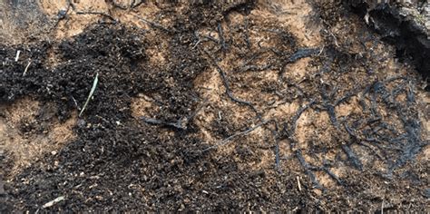 Phytophthora Bleeding Canker Identification And Treatment Davey Tree