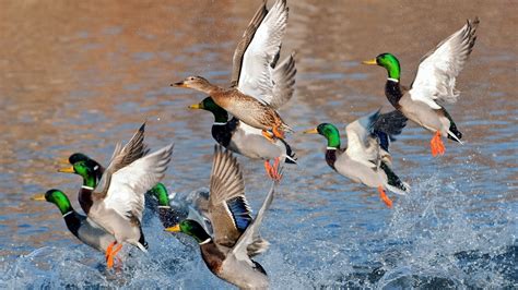 Ducks Flying Wallpaper Wallpapersafari