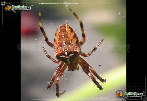 Cross Orbweaver