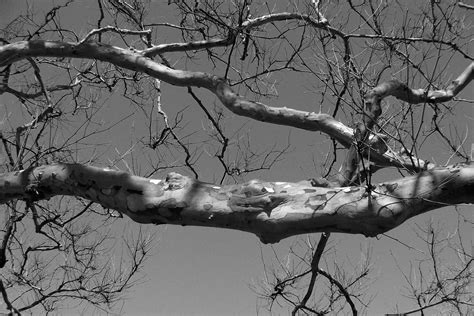Tree Branch Limb Texture Tree Branch Free Image From Needpix Com