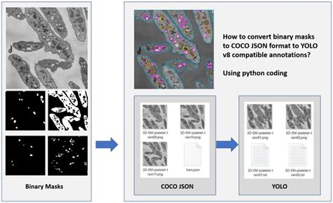 Microscopy Deeplearning Computervision Yolo Coco Segmentation