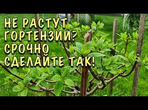 Гортензии ПРЕВРАТЯТСЯ В ШИКАРНЫЕ КУСТЫ. Подкормите ИХ ТАК | Садовый ...
