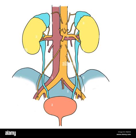 Testicular Artery Diagram