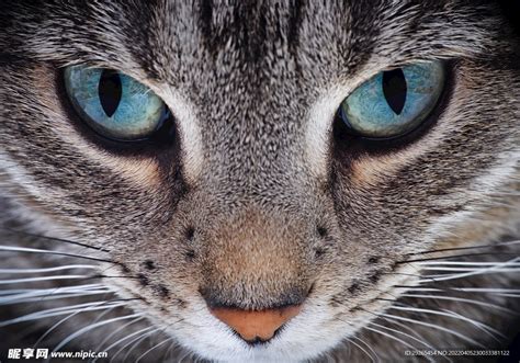 猫 摄影图 家禽家畜 生物世界 摄影图库 昵图网