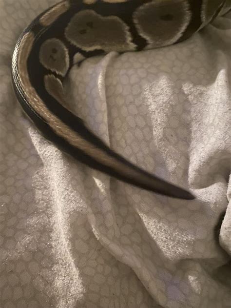 Is My Ball Python Male Or Female Based On The Tail Assumed Female As She Grew So Quickly But Now Is My Ball Python Male Or Female Based On The Tail Assumed Female As She Grew So Quickly But Now