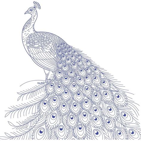 Peacock Outline Pattern Vector Art Icons And Graphics For Free Download