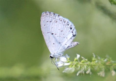 spring azure caterpillar