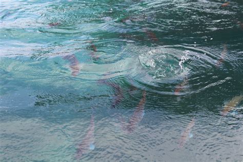 무료 이미지 경치 바다 자연 보트 웨이브 휴양 목가적 인 휴일 푸른 물고기 조명 수영 표면 뉴질랜드