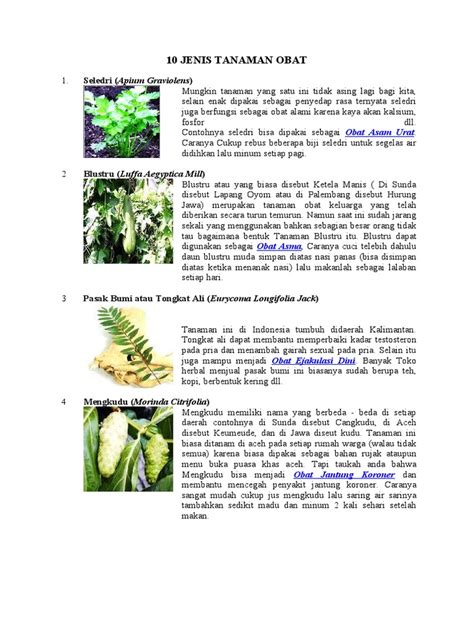 10 Jenis Tanaman Obat Pdf